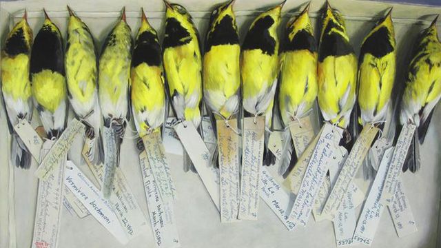 Extinct Songbird Genome Sequenced From Museum Specimens | Technology ...