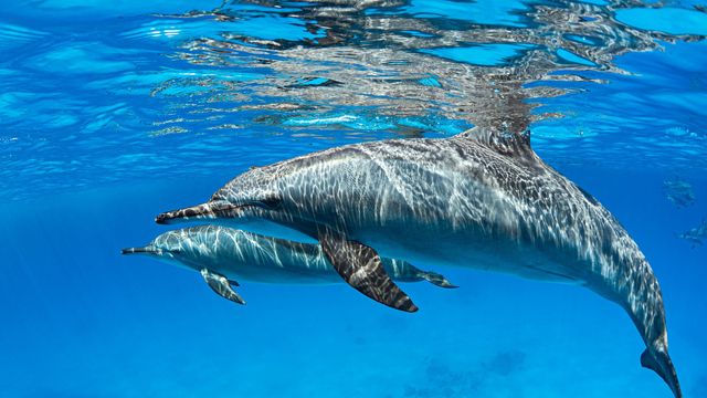 Like Humans, Bottlenose Dolphins Modify "Speech" With Infants ...