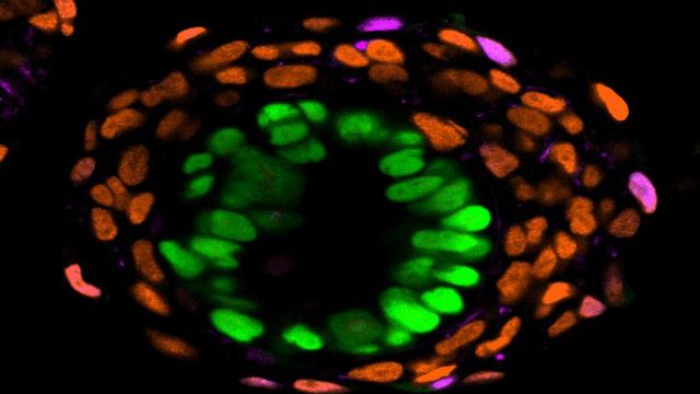 Stem Cell-Derived Model Unveils Secrets of Human Embryos | Technology ...