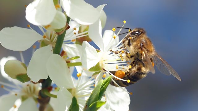 Plants Pollinated by Non-Native Bees Produce Worse Offspring ...