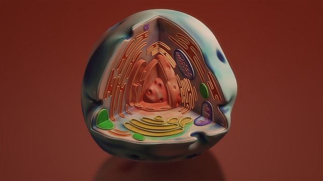 Study Reveals Insights Into Interactions Between Mitochondria and ...