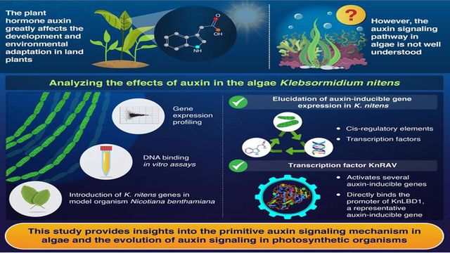 The Origin of Auxin Signaling in Algae | Technology Networks