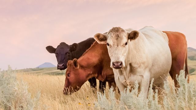 Precision Microbiome Editing To Tackle Methane Emissions | Technology ...
