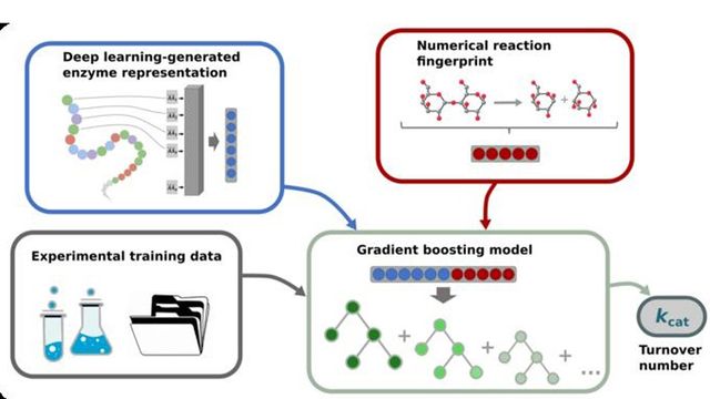 How Enzymes Work Diagram