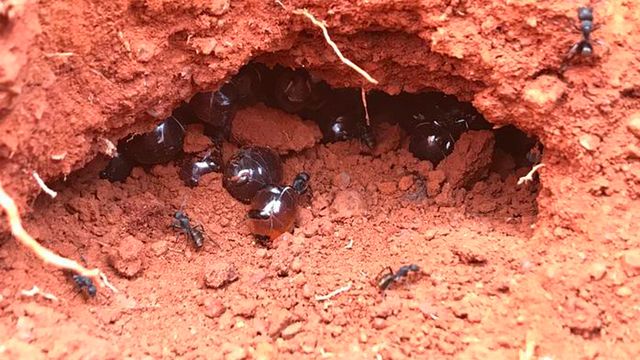 The Potential Medical Use of Ant Honey | Technology Networks