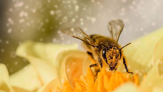 Evolutionary History of Bees Reconstructed | Technology Networks
