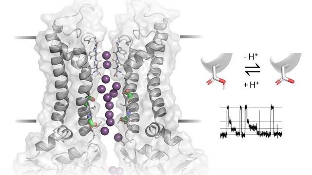 Study Sheds Light on Ion Channel Gating Mechanism | Technology Networks