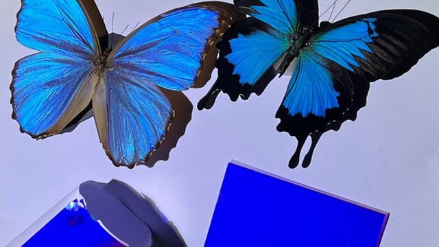 Butterfly-Inspired Films Create Vibrant Colors While Passively Cooling ...