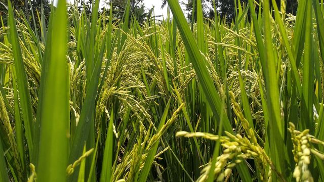 Genetic Data Shows Asian Rice Was Domesticated Many Independent Times ...
