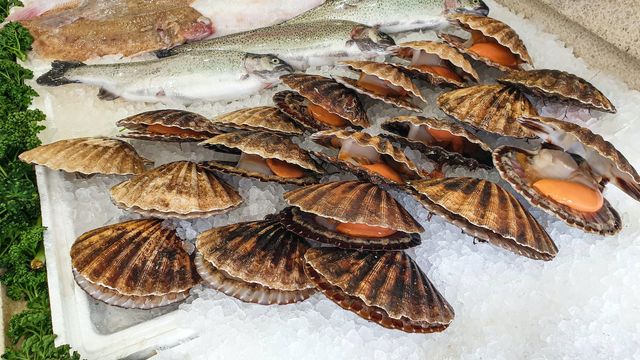 Shellfish Harvested by Humans Have Been Less Prone to Extinction in the ...