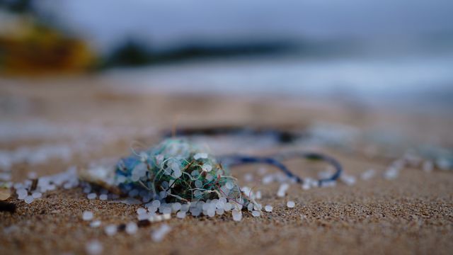 Plants Could Be the Key to Microplastic Pollution | Technology Networks