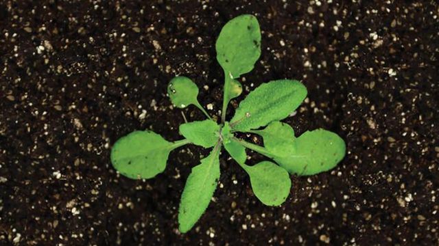How Do Plants Inherit Genetic Memories? | Technology Networks