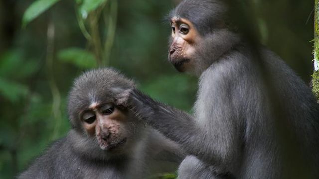 Human Shoulders and Elbows May Have Evolved From Apes Climbing Down ...