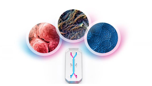 A Novel Multi-organ Microfluidic Chip: On the Way to the Complexity of ...