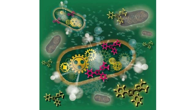 Bacterial Contamination Rapidly Identified in Food With Promising ...
