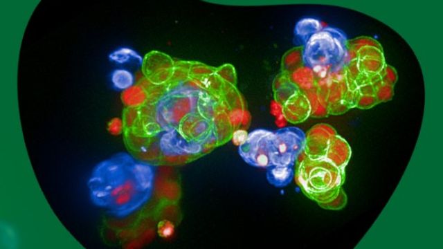 Harness the Power of 3D Cell Model Imaging | Technology Networks