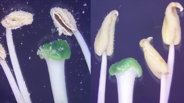 Genetically Edited Plants That Do Not Produce Seeds or Pollen ...