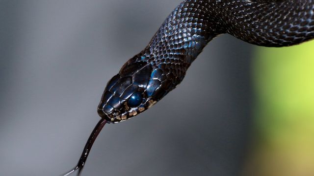 Brain Analysis Shows When Snakes Started Slithering | Technology Networks