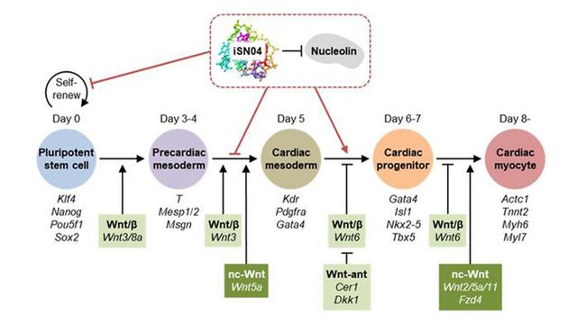 DNA Aptamer Can Determine Stem Cells Lineage During Differentiation ...