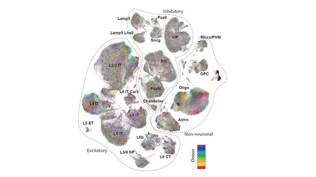 World-First Human Brain Atlas Reveals New Cell Types | Technology Networks