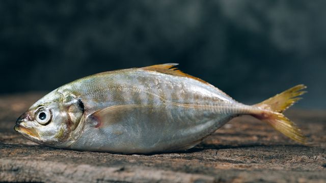 Extinct Fish Is Found Alive and Well | Technology Networks