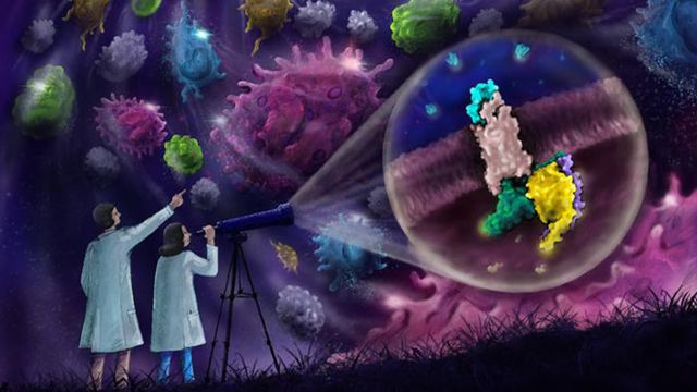 Imaging Study Reveals Intricate Workings of Key Immune System Proteins ...