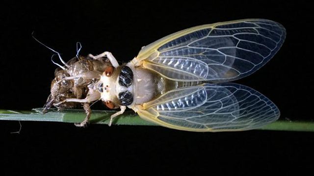 Cicadas Are Periodical Ecological Disruptors | Technology Networks