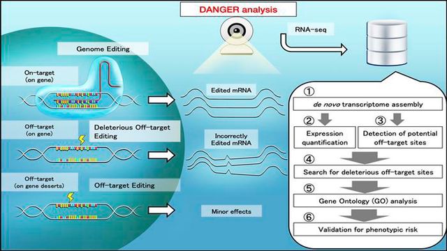 Researchers Develop Novel Genome Editing Software That Is Safer Than ...