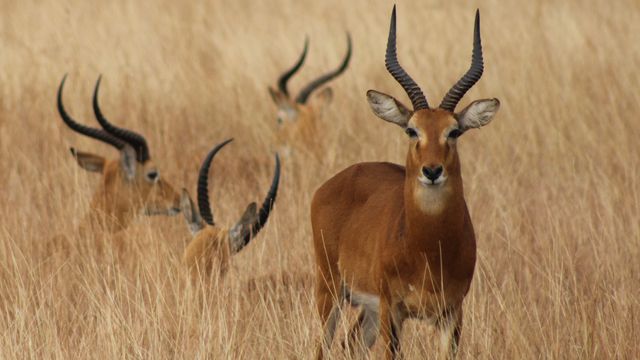 Precipitation Patterns Drive Animal Diversity | Technology Networks