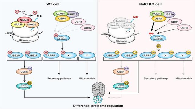 Researchers Uncover the Answer to Protein Mystery | Technology Networks