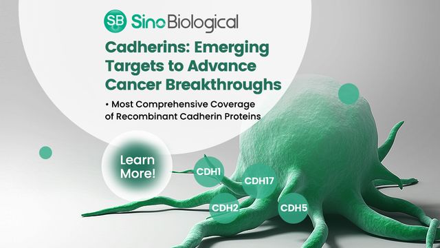Cadherins: Path to Cancer Breakthroughs | Technology Networks