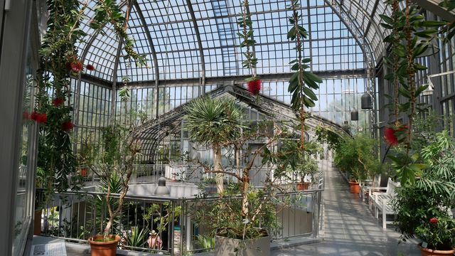 'Dinosaur Trees' From Australia Sent Around the World For Their Own ...