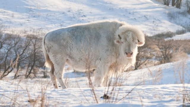 Scientists Identify Gene Mutation Behind Bison Albinism | Technology ...