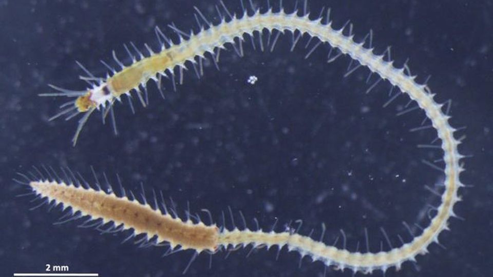 Scientists Uncover How Sea Worms Butt’s Detach and Swim Away ...