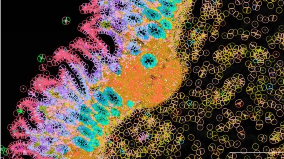 Spatial Biology Multi Omics Profiling Tools For Advanced Biomedical