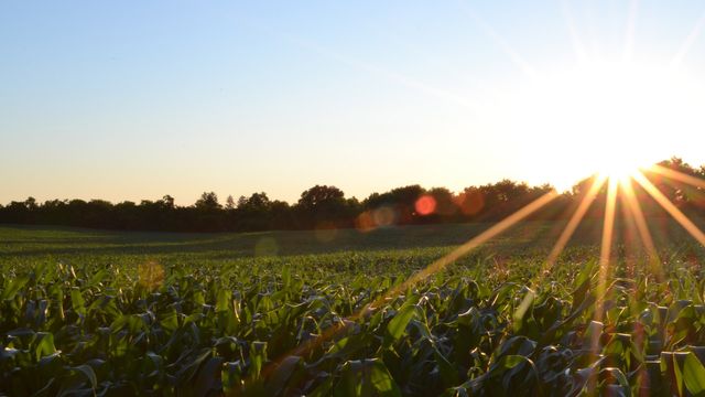 Inoculating Soil With Fungi Can Help Maintain or Even Improve Yields ...