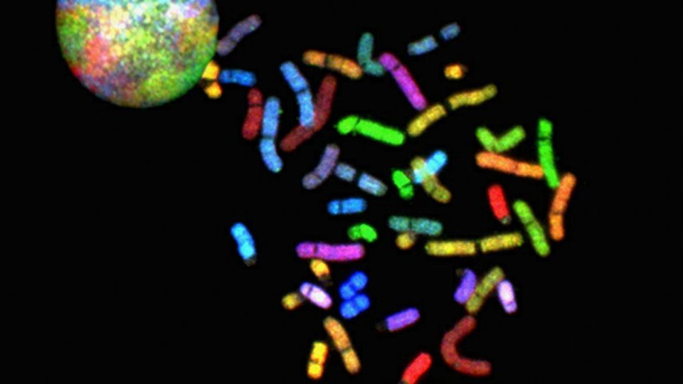 Having Two of Each Chromosome and Gene Dosage Control | Technology Networks