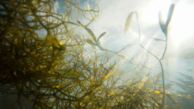 Growth of a Giant Single Cell Is Intertwined With Daily Self-Rhythms ...