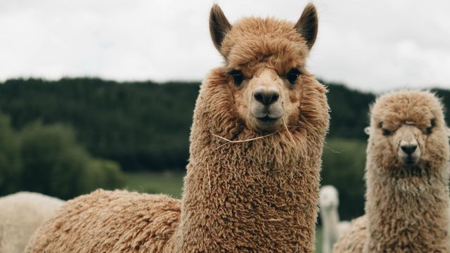 Llama Antibodies Could Pave the Way for New Norovirus Treatments ...