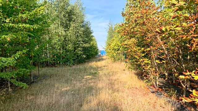 What Can a Forest's Smells Tell You About the Climate? | Technology ...