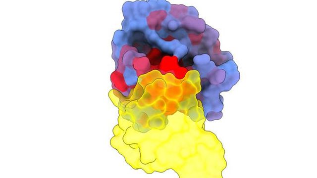Vulnerabilities Behind Cancer’s “Death Star” Protein Revealed ...