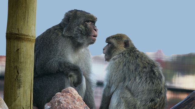Can We Decode the Language of Our Primate Cousins? | Technology Networks