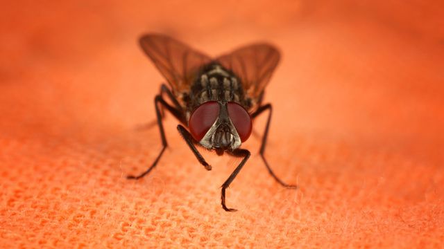 New Insect Repellent Smells and Tastes Bad to Flies | Technology Networks