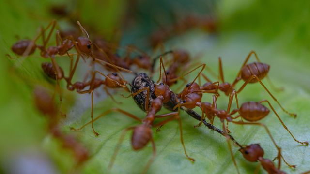 Ant Behavior Inspires Autonomous Material Assembly Research ...