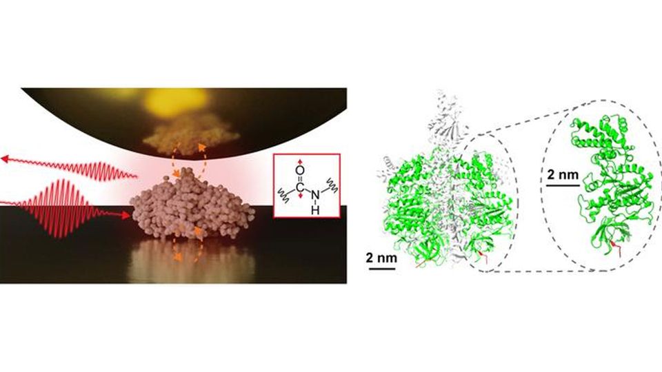 Single Protein Observed Using Infrared Near Field Optical Microscopy