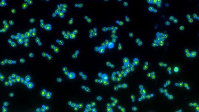 Immunology & Microbiology Science News | Page 953 | Technology Networks