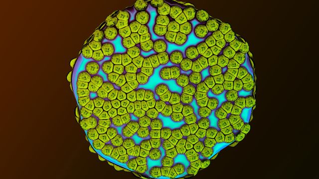 Mast Cells: Mast Cell Function, Origin and Related Conditions ...