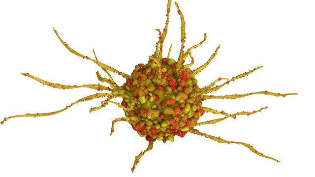 Dendritic Cells: Dendritic Cell Origin, Function and Related Conditions ...
