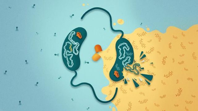 Bacterial Immune System Makes Them More Susceptible to Antibiotics ...