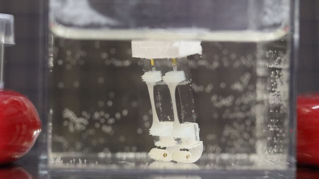 Watch This Robot Made From Silicon and Lab-Grown Muscle Walk Across Its ...